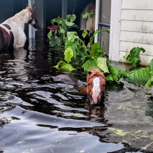 Saving Animals From Florida’s Hurricane Ian - Animal Victory Fund