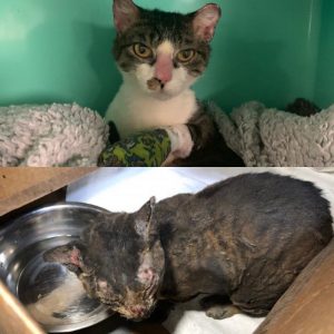 Saving Cats from the Brutal Marshall Fire - Animal Victory Fund